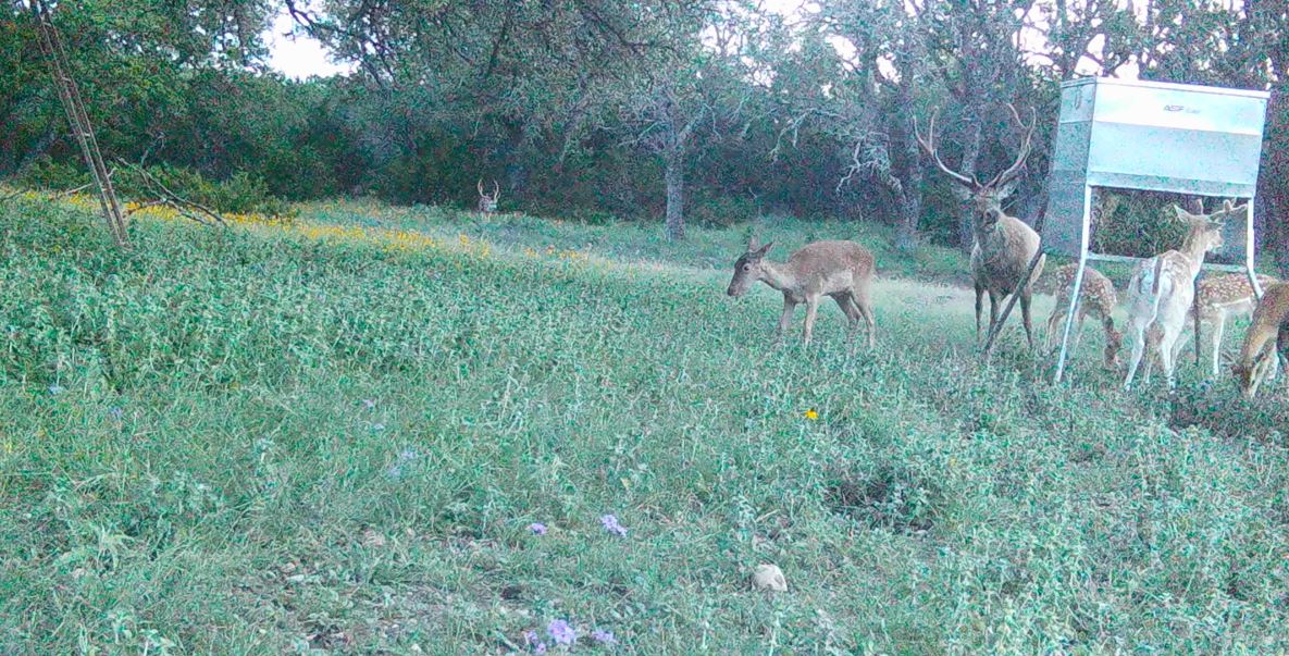 Headquarters Axis Ranch | Meek Ranch Sales