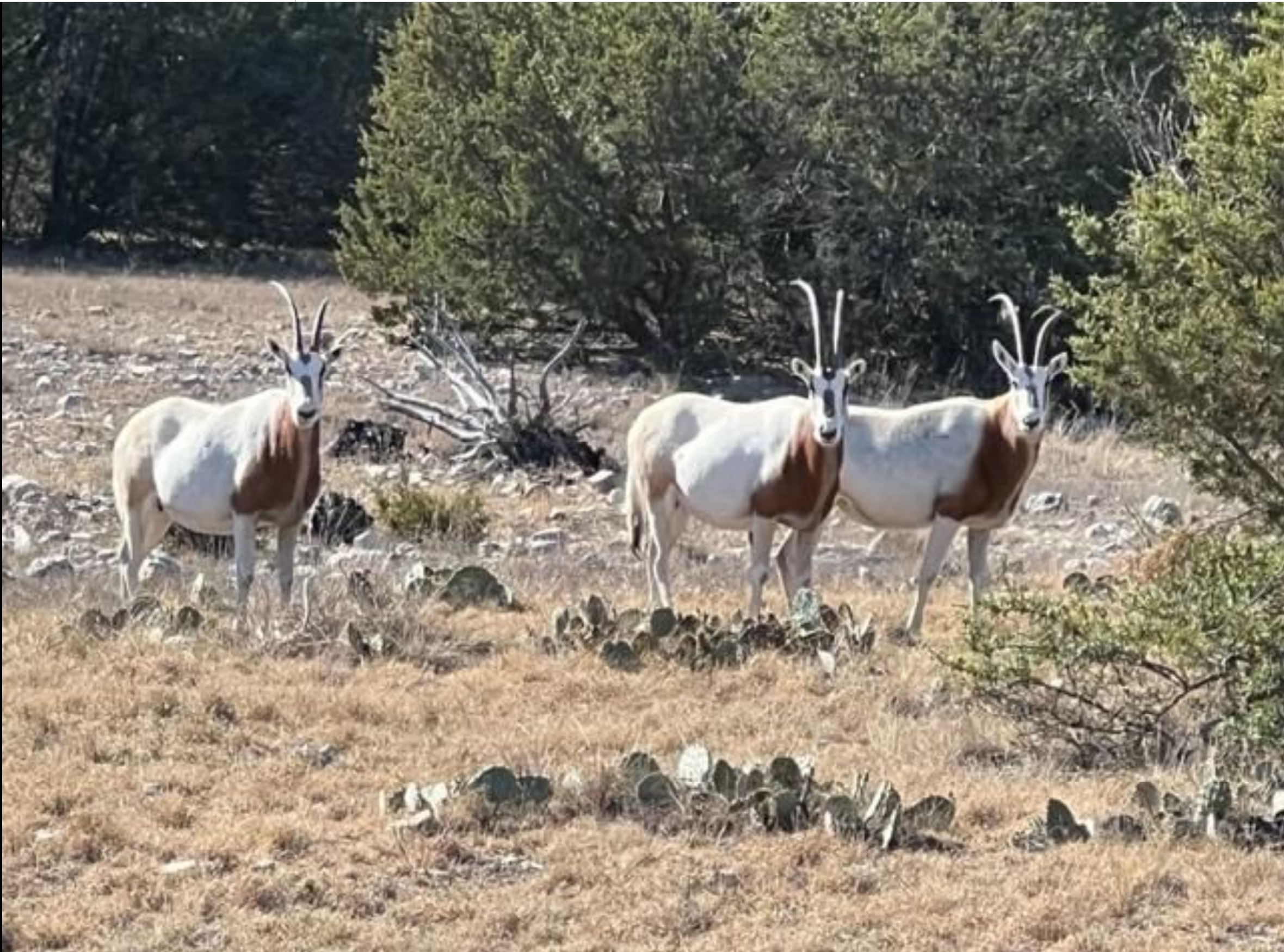 [CLOSED] Vista Ridge Ranch | Meek Ranch Sales